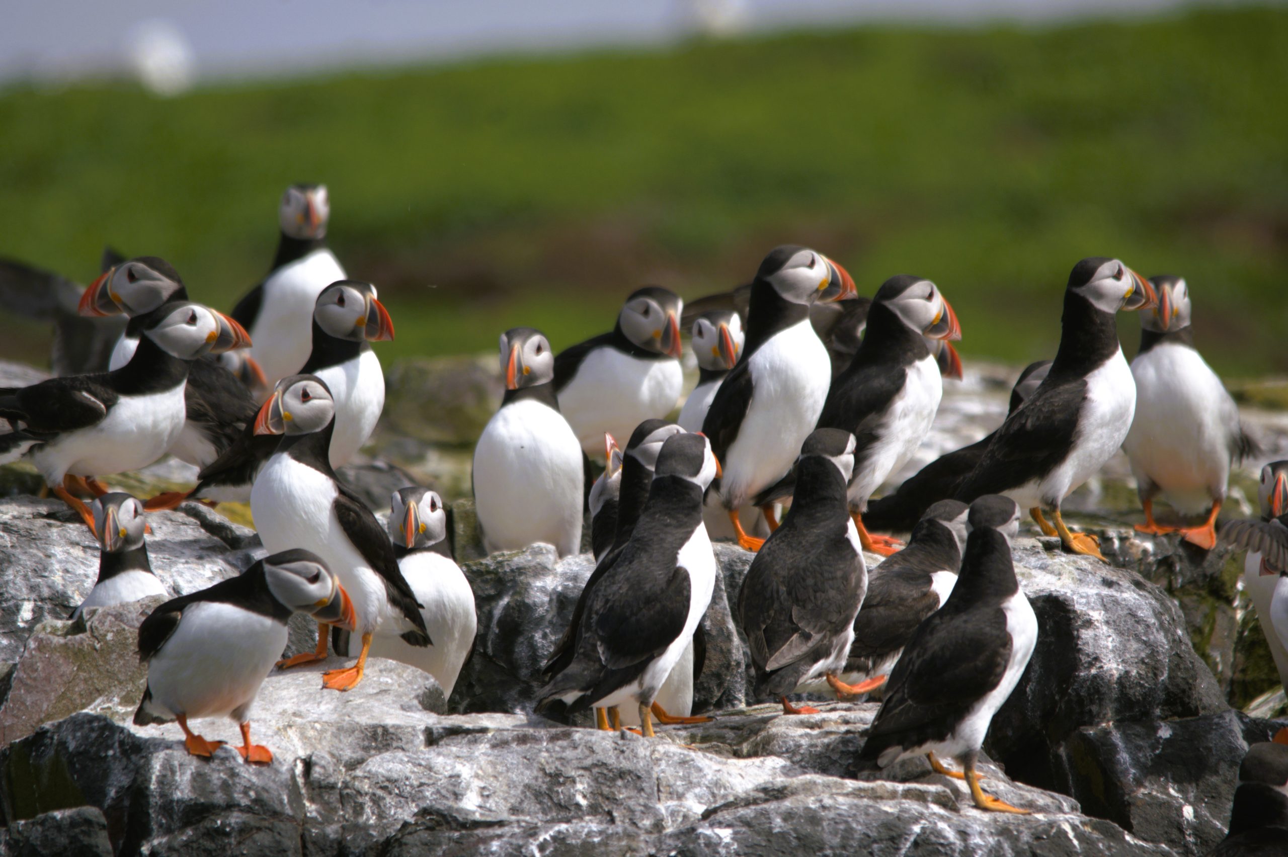 Discover the Delightful Puffins - Serenity Farne Islands Boat Tours and ...
