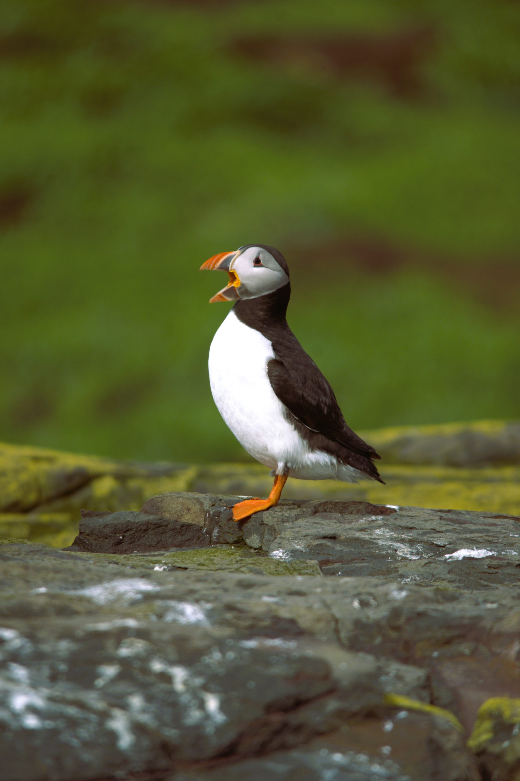 Inner Farne - Serenity Farne Islands Boat Tours and Trips
