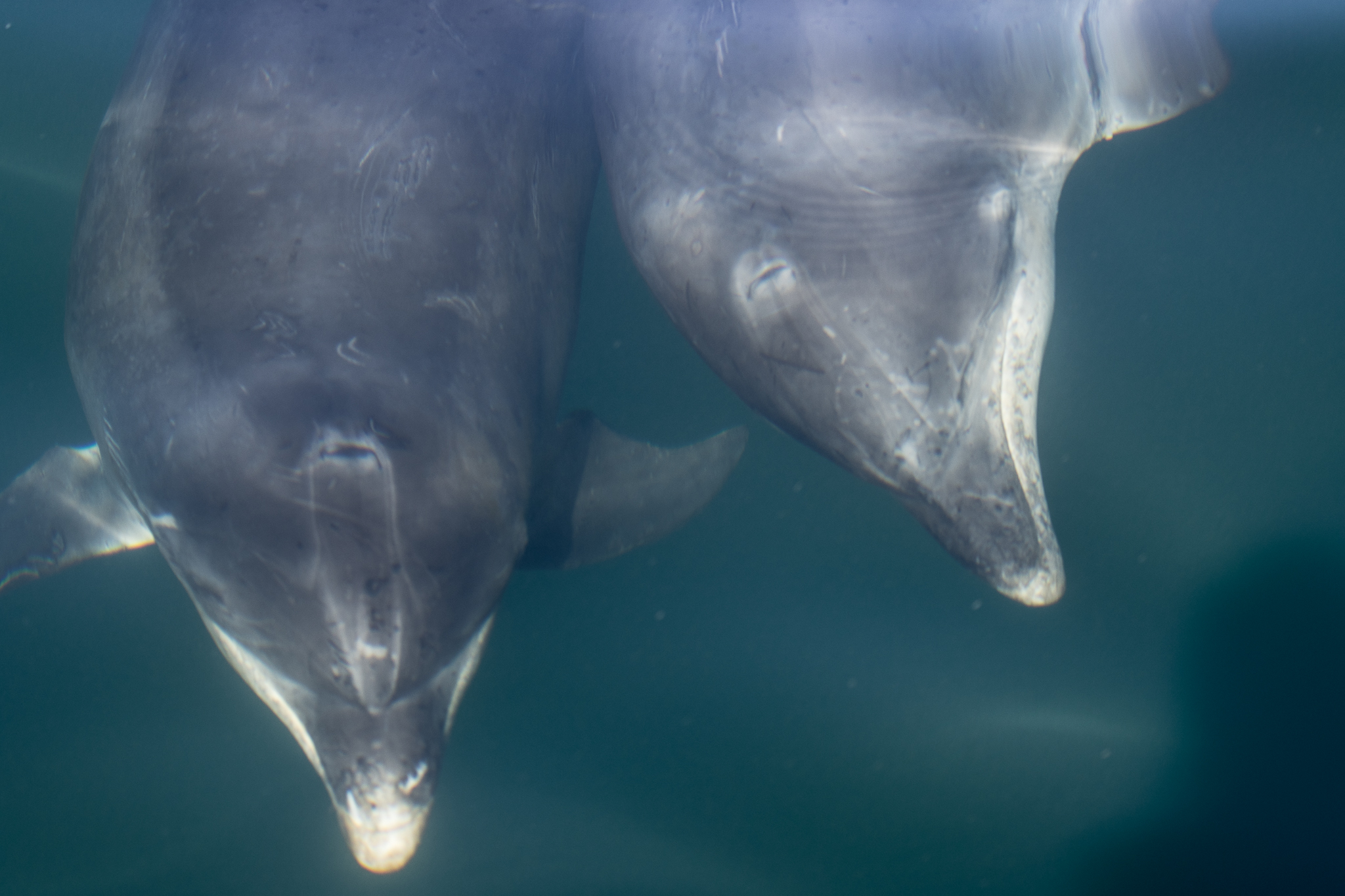 Delightful Dolphins - Serenity Farne Islands Boat Tours and Trips